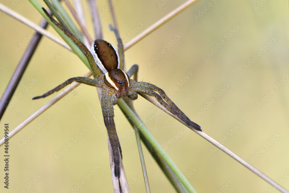 Closeup picture of the semi-aquatic European raft spider Dolomedes ...