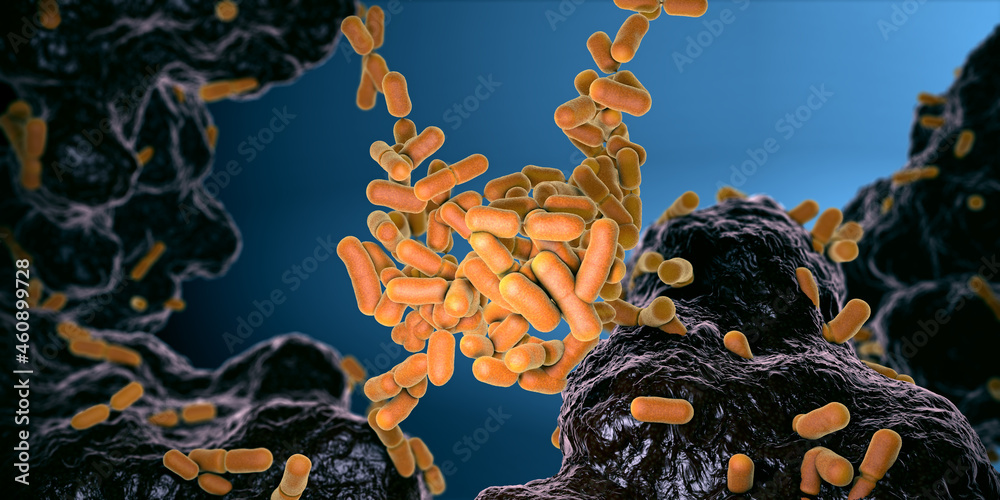 Yellow colored Escherichia coli bacteria found in the intestine and ...