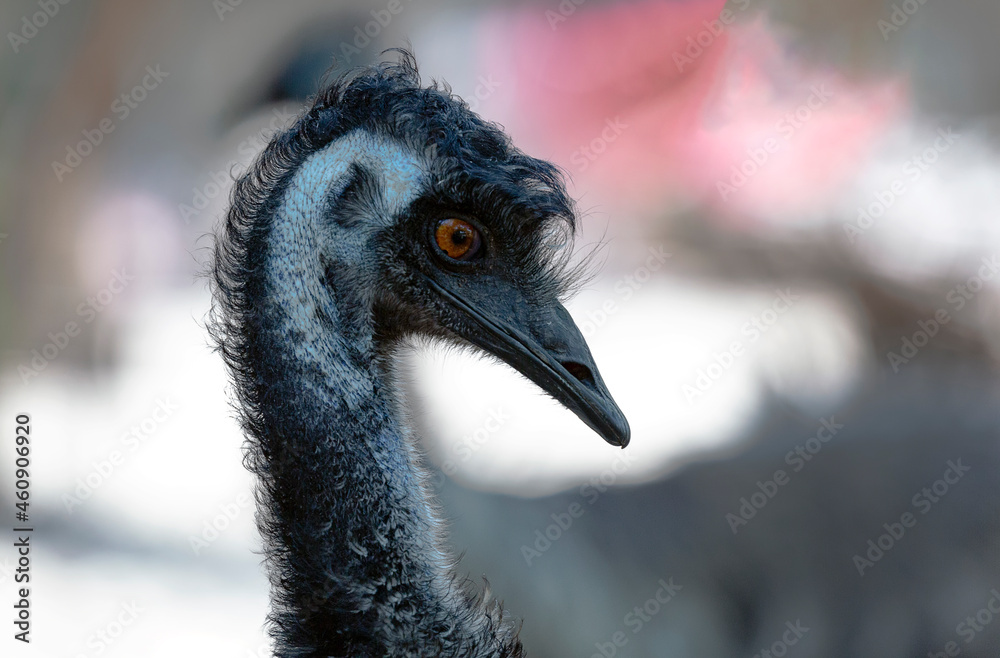 Foto de Funny Emu head ,ostrich ( dromaius novaehollandiae). Animal ...