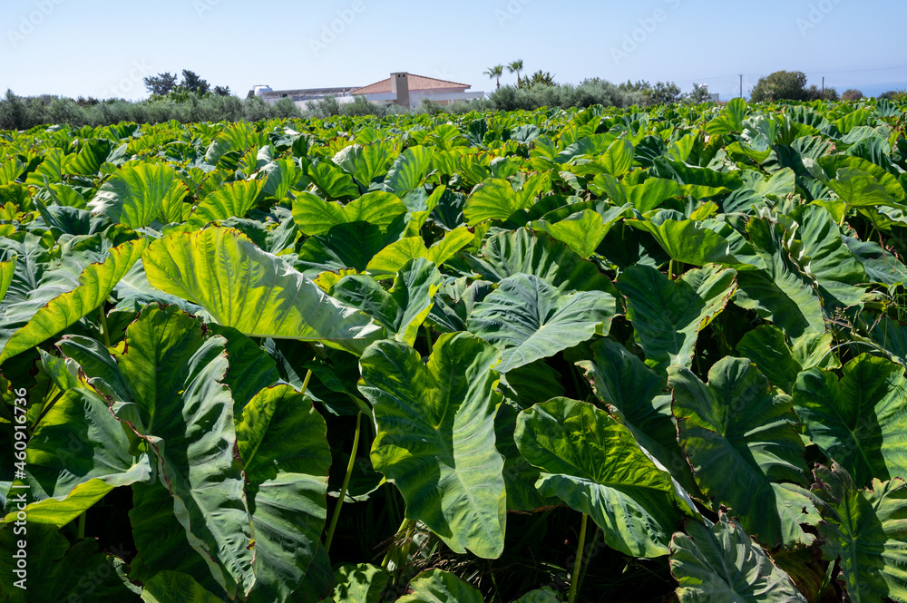 Plantationf of Colocasia esculenta tropical plant grown primarily for ...