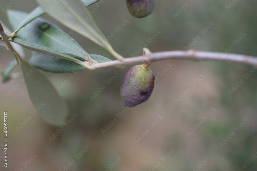 Poster European olive or Common Olive (Olea europaea) fruit close-up on ...