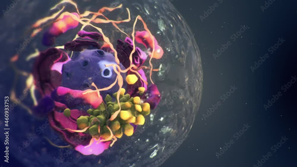 Anatomy of a living animal cell. Detail of Nucleus, Mitochondrion ...