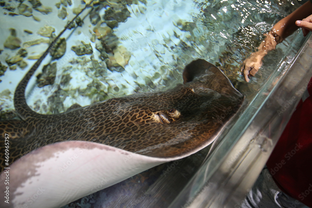 Leopard whipray (Himantura leoparda) in the pool, in the background is ...