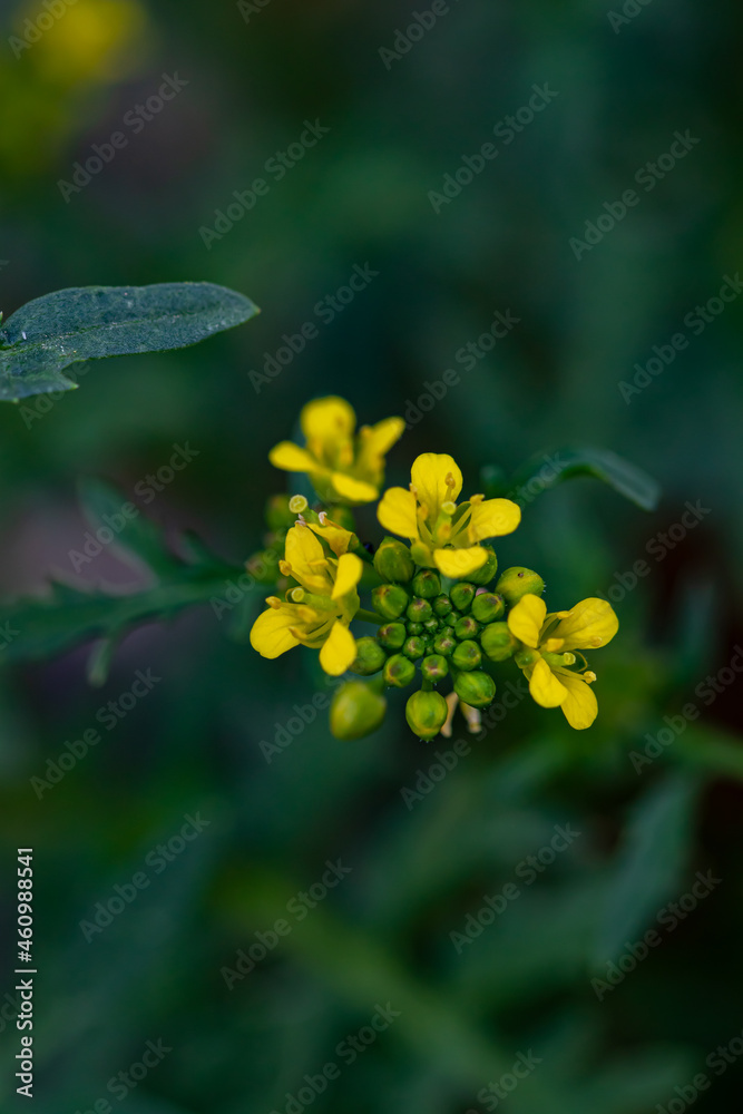 Rorippa amphibia flower growing in field, macro Stock Photo | Adobe Stock