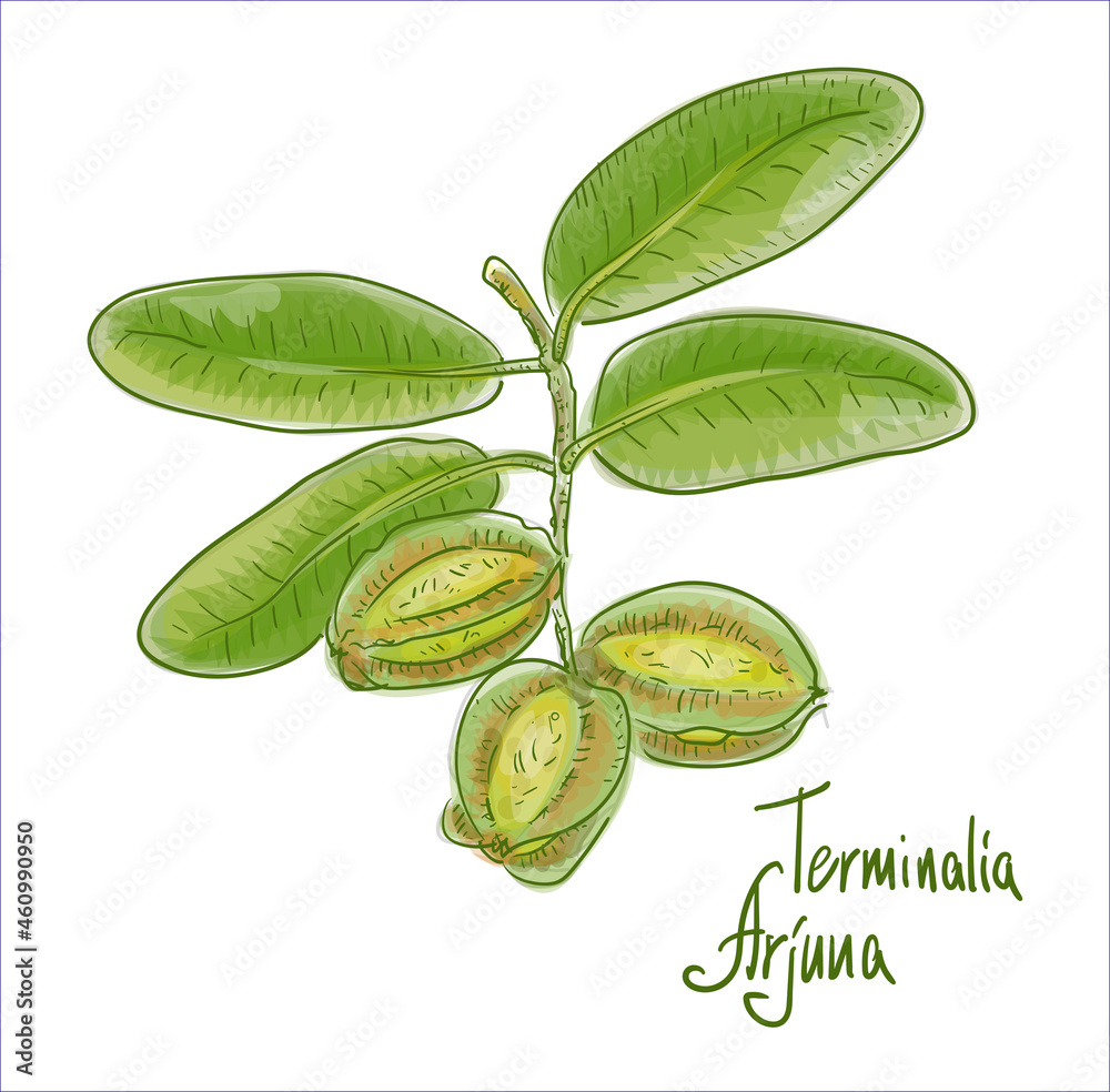 Terminalia arjuna or arjun tree, kukubha. Vector illustration Stock ...