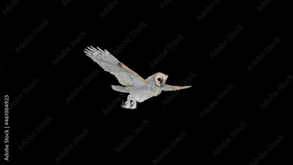 Barn Owl - Flying Loop - 3D Animation - Side View - Alpha Channel Stock ...