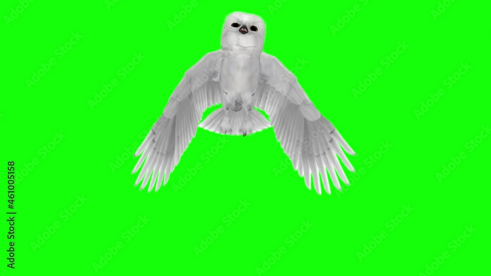 White Owl - Arctic Bird - Flying Transition - Aerial Side View Close Up ...