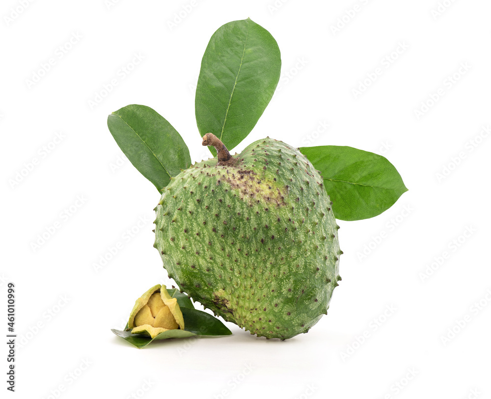 Soursop or Annona muricata fruit ,flower and green leaf isolated on ...