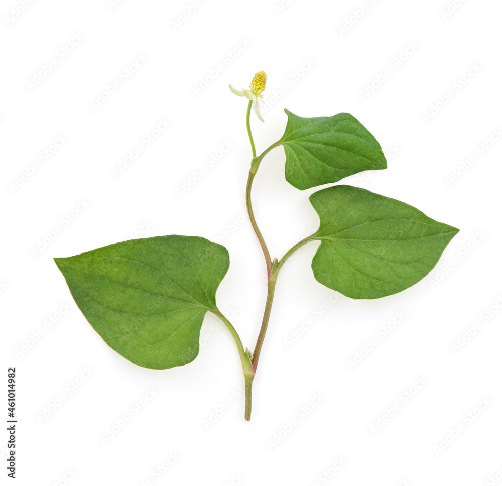 Houttuynia cordata or plu kaow branch green leaves and flower isolated ...