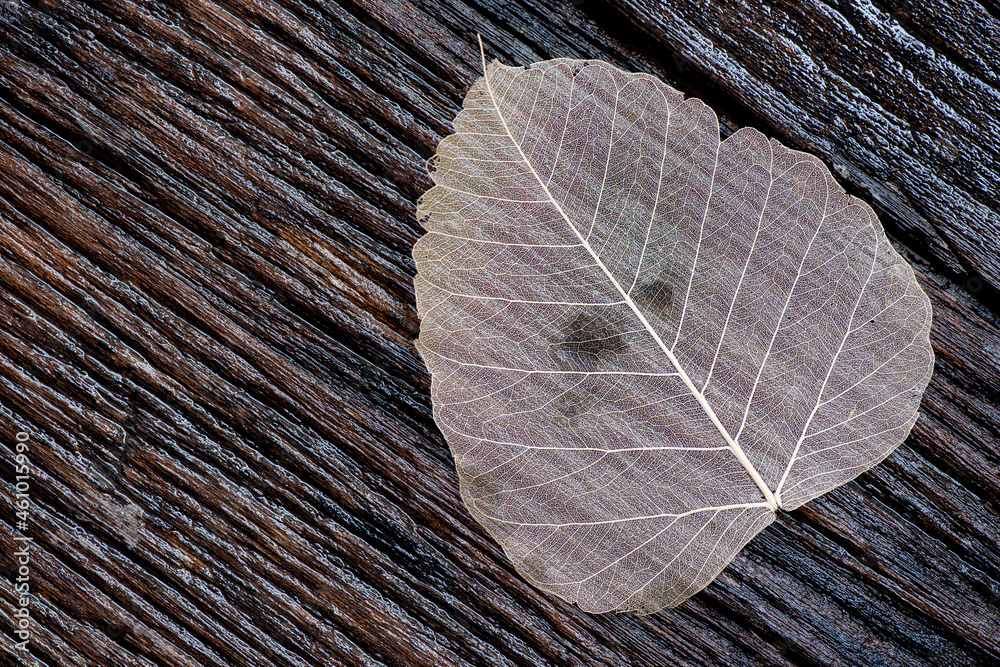 Dried bodhi tree or ficus religiosa on an old wood background. Stock ...