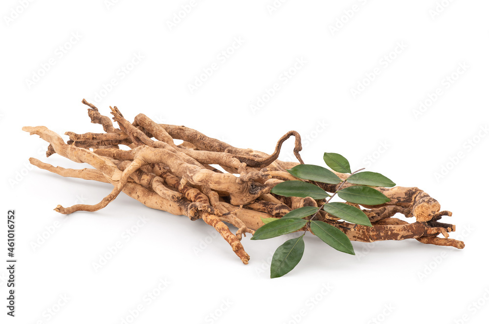 Eurycoma longifolia Jack,dried roots and green leaves isolated on white ...