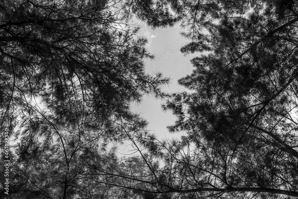 Beautiful tree top silhouette view in black and white- Northern Israel ...