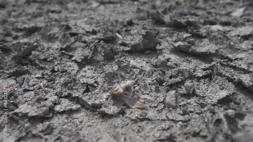Dead insects: hawkmoth. These insects died from deadly drought ...