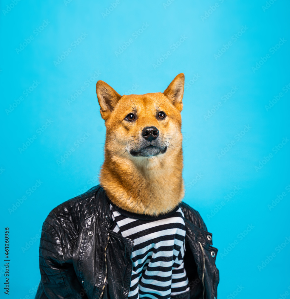 Adorable dog shiba inu with long neck and good posture in badass style ...