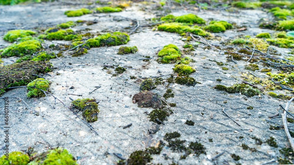 Old stone concrete road covered with green moss texture. Green moss on ...