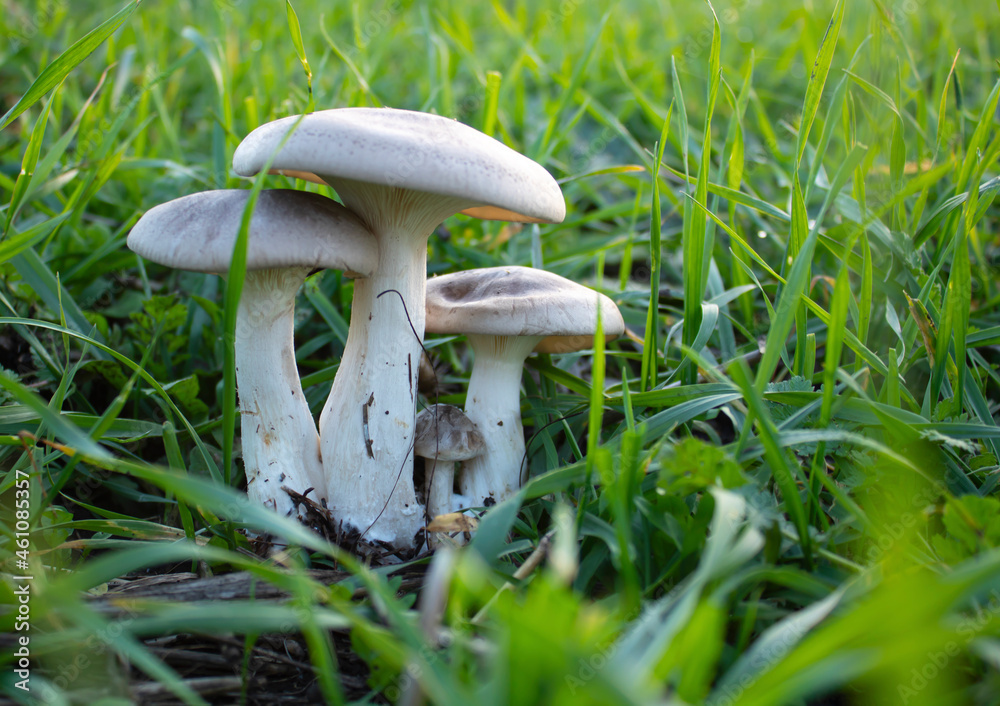 Field mushrooms, field row.A family of mushrooms among the green grass ...