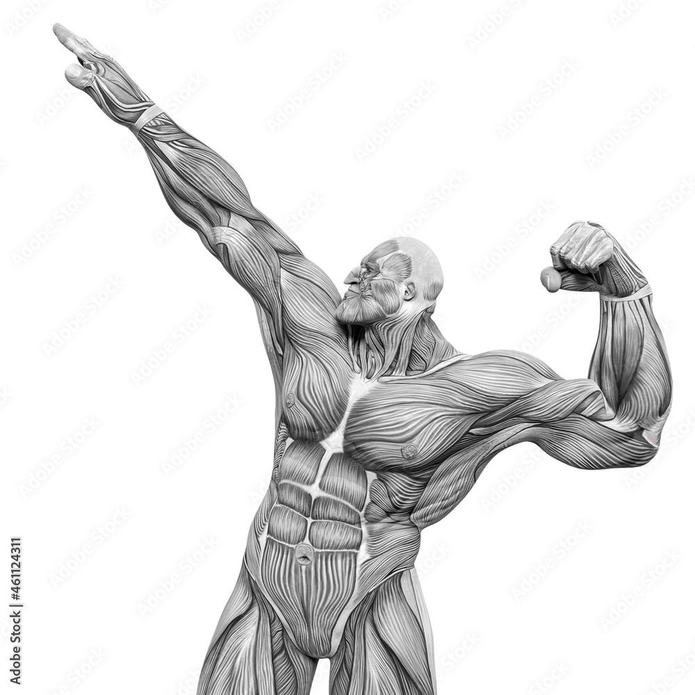bodybuilder muscle maps is the winner in white background Stock ...