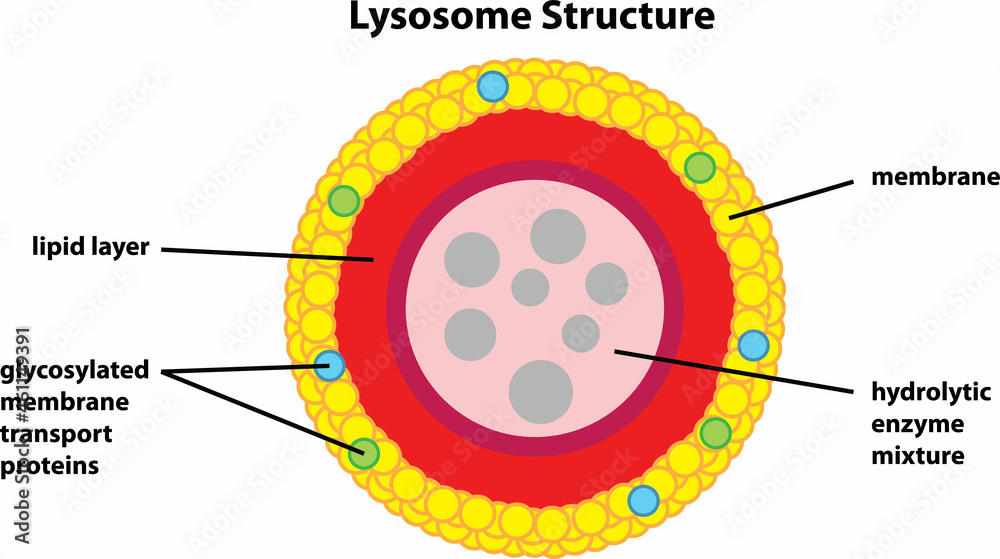 the diagram of Lysosome Structure Stock Vector | Adobe Stock