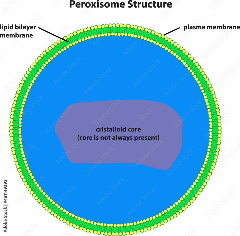 the diagram of Peroxisome Structure Stock Vector | Adobe Stock
