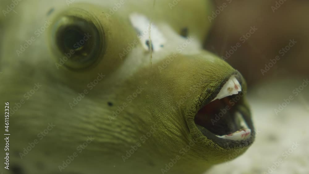 Close up video of Japanese puffer, Tiger puffer or torafugu. Macro ...