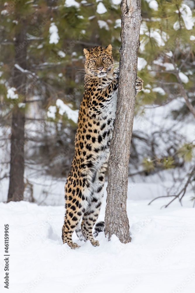 Amur Leopard In Snow