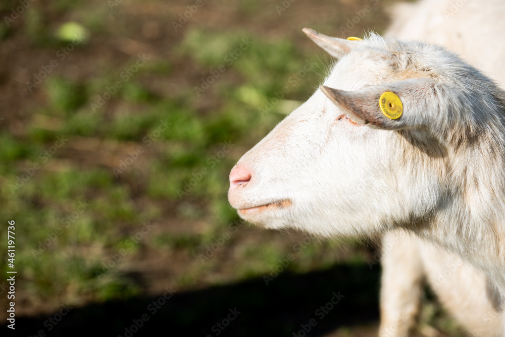 Animal liberation - rifugio animali liberi Capre VEGAN Stock Photo ...
