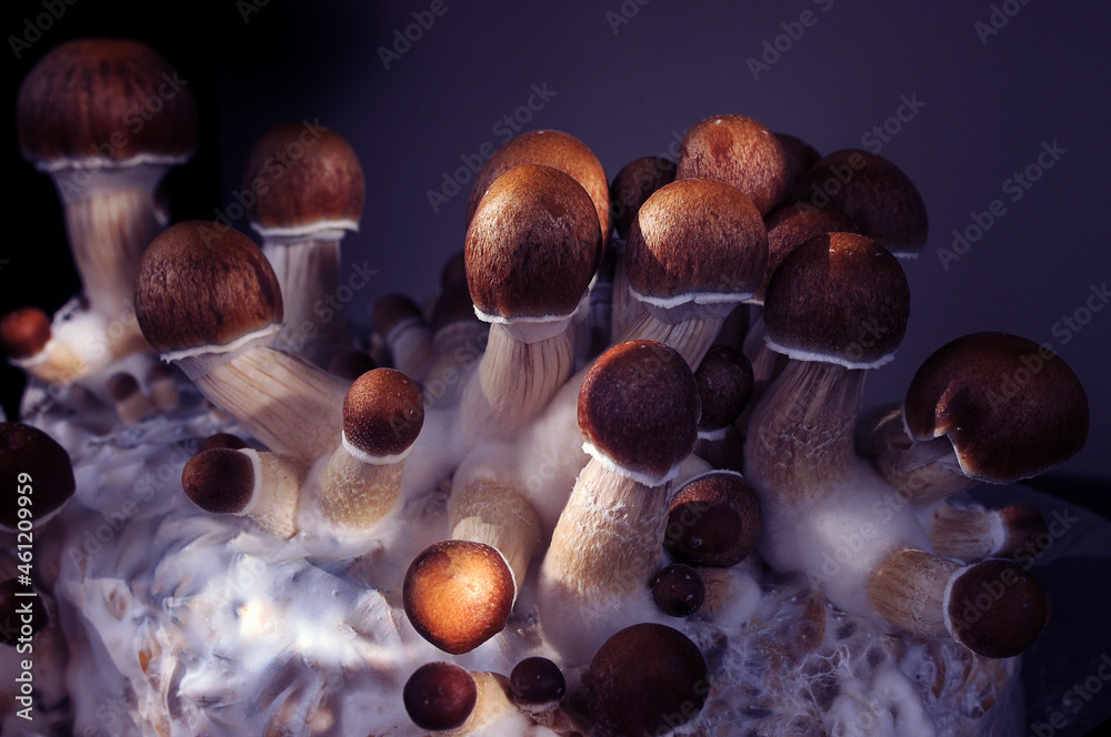 Mycelium block of psychedelic psilocybin mushrooms Golden Teacher ...