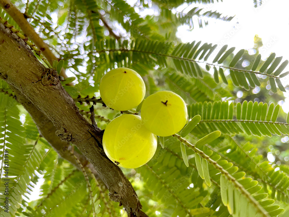 Gooseberry Closeup Stock Photo | Adobe Stock