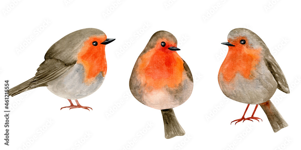 Robin Bird Clipart