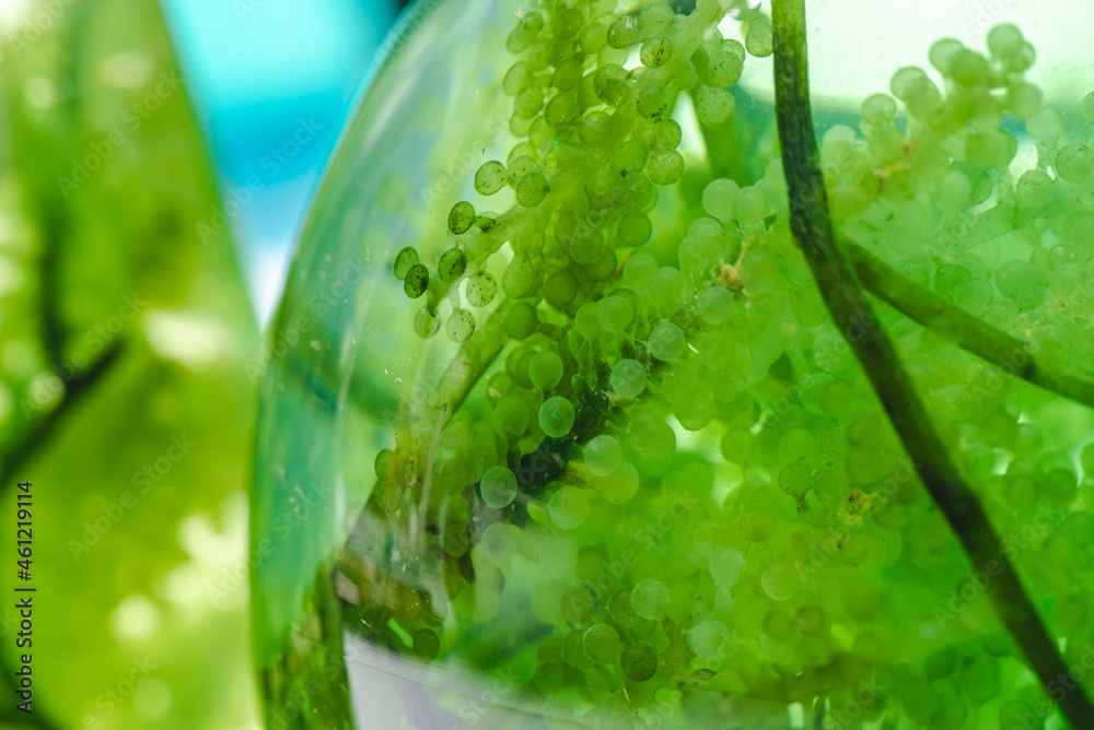 green algae nature background, water sea plant research in environment ...