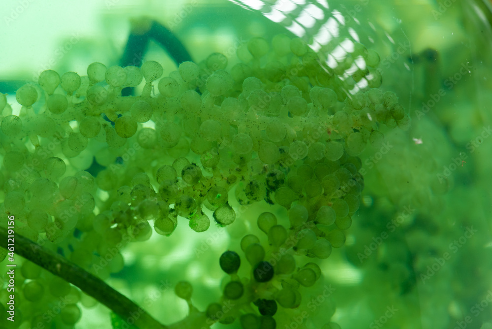 green algae nature background, water sea plant research in environment ...