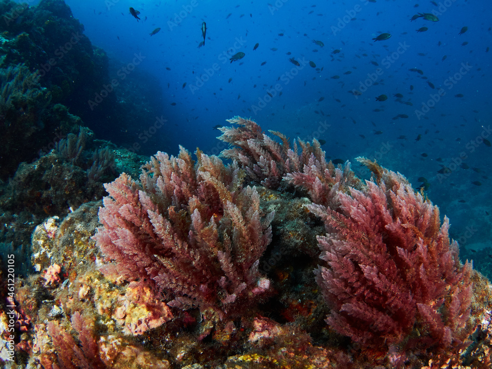 Red Algae On Rocks