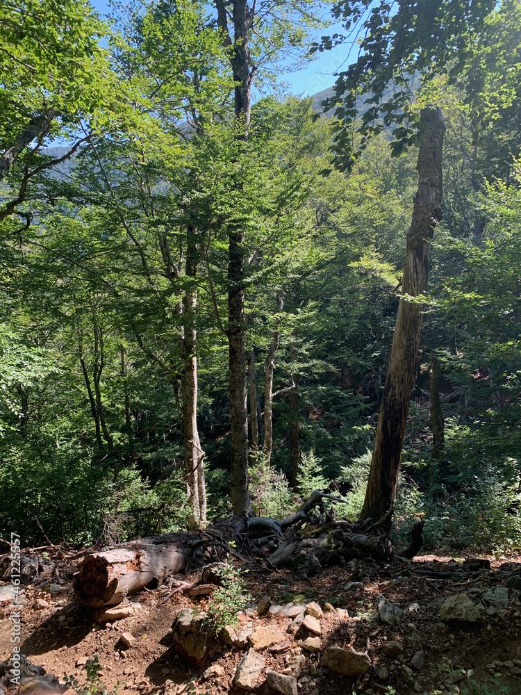 Sentier forestier sur le GR20 sud Corse Stock Photo | Adobe Stock