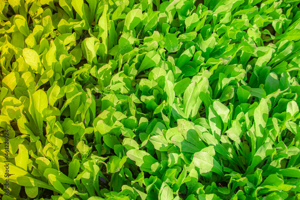 Organic Improved Thai Hybrid Variety small Spinach Crop Growing in a ...