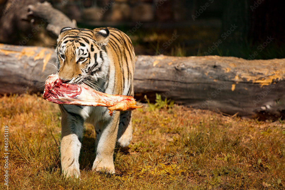 The Amur Siberian tiger eats raw meat Stock Photo | Adobe Stock