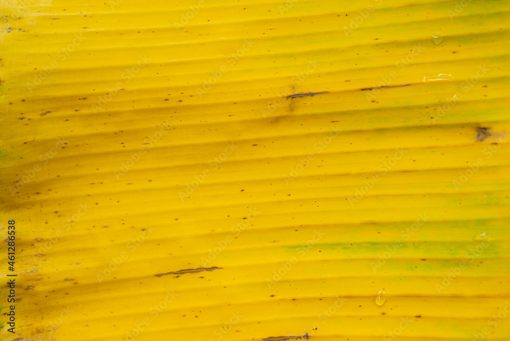 The surface of banana leaves changes from green to yellow.Use for ...