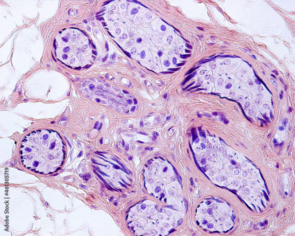 Sweat gland. Secretory unit. Mallory PTAH stain Stock Photo | Adobe Stock