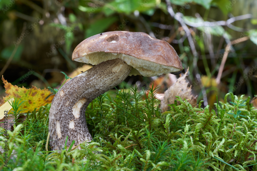 Edible mushroom Leccinum scabrum in birch forest. Known as rough ...