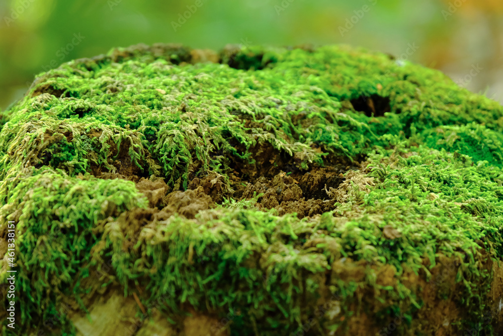 Muschio verde che ricopre un ceppo di legno in un bosco. Stock Photo ...
