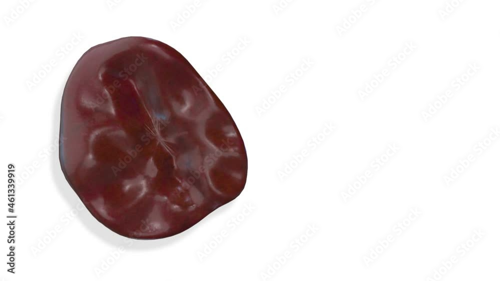 Spleen, internal organs 3D render, anatomy of the human body, white ...