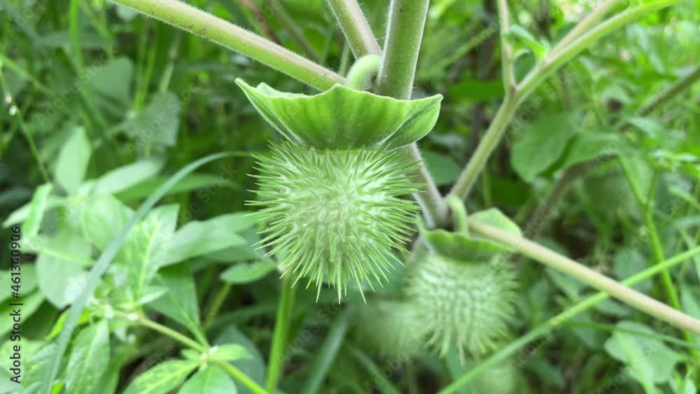 Datura stramonium, known by the common names thorn apple, jimsonweed or ...