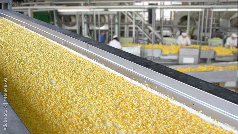 Industrial production of corn in food processing plant. Transport corn ...