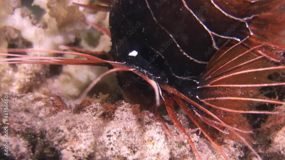 Scorpionfish lionfish on pink tropical coral Gorgonaria undewater on ...