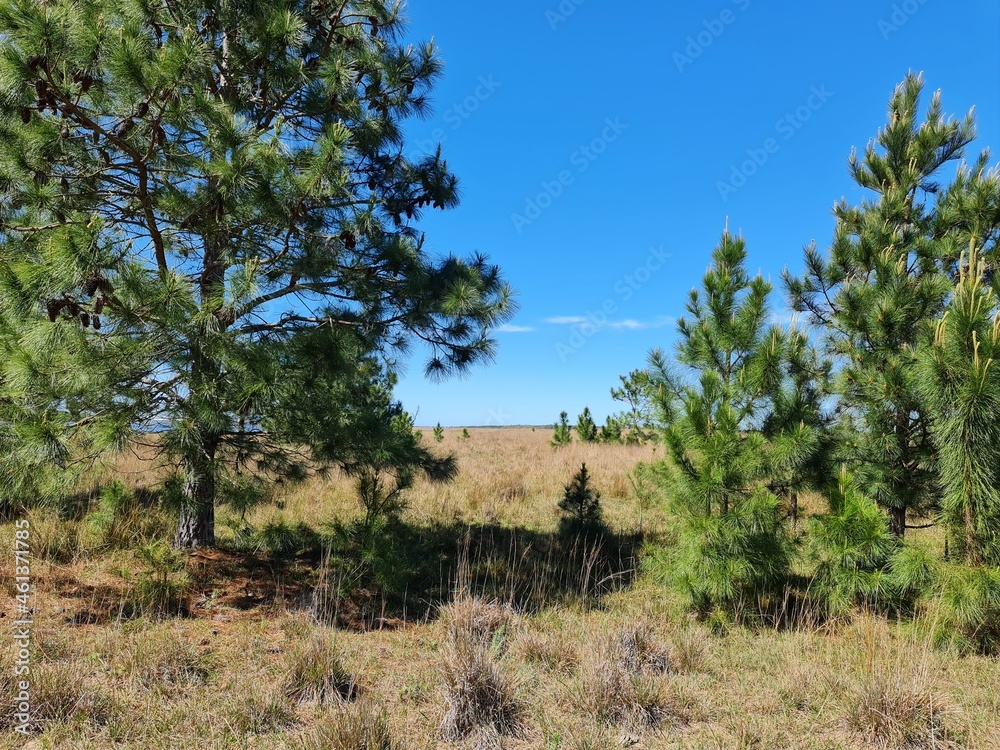 árvores de pinus Stock Photo | Adobe Stock