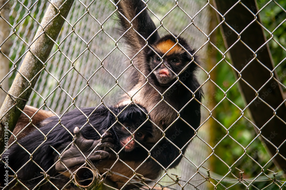 Flora Y Fauna De Ecuador – Región Amazónica del Ecuador – GXQEE
