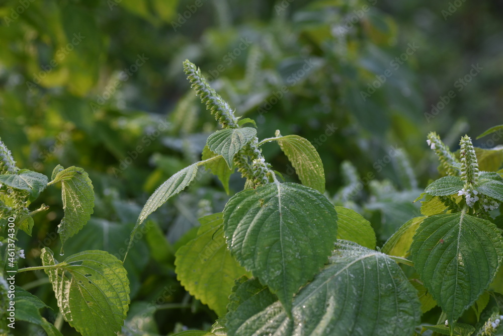 Perilla frutescens leaves and flowers. Lamiaceae annual plants. Stock ...
