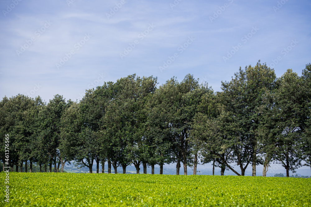 Tea Farm Farming In Kenya Leaf Leaves Landscape Countryside Nature ...