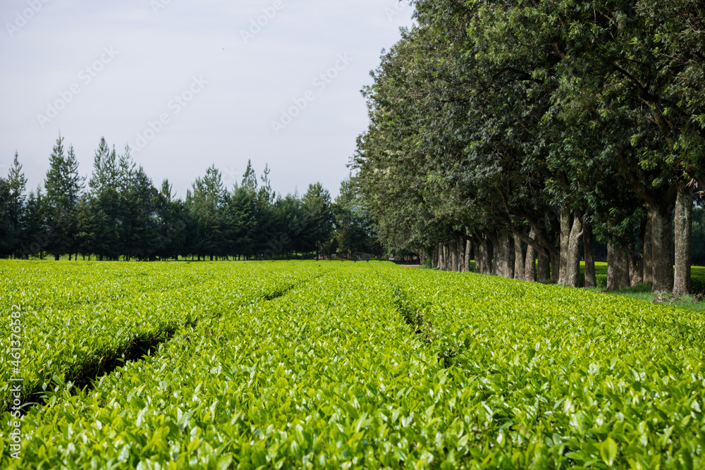 Tea Farm Farming In Kenya Leaf Leaves Landscape Countryside Nature ...