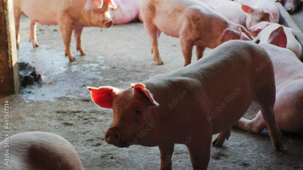 pedestal shot close up of pigs standing and lying around in a barn in a ...