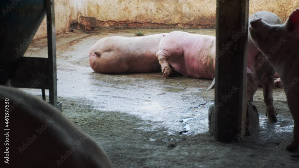 Vidéo Stock close up pan of pigs lying sniffing an walking in a barn in ...